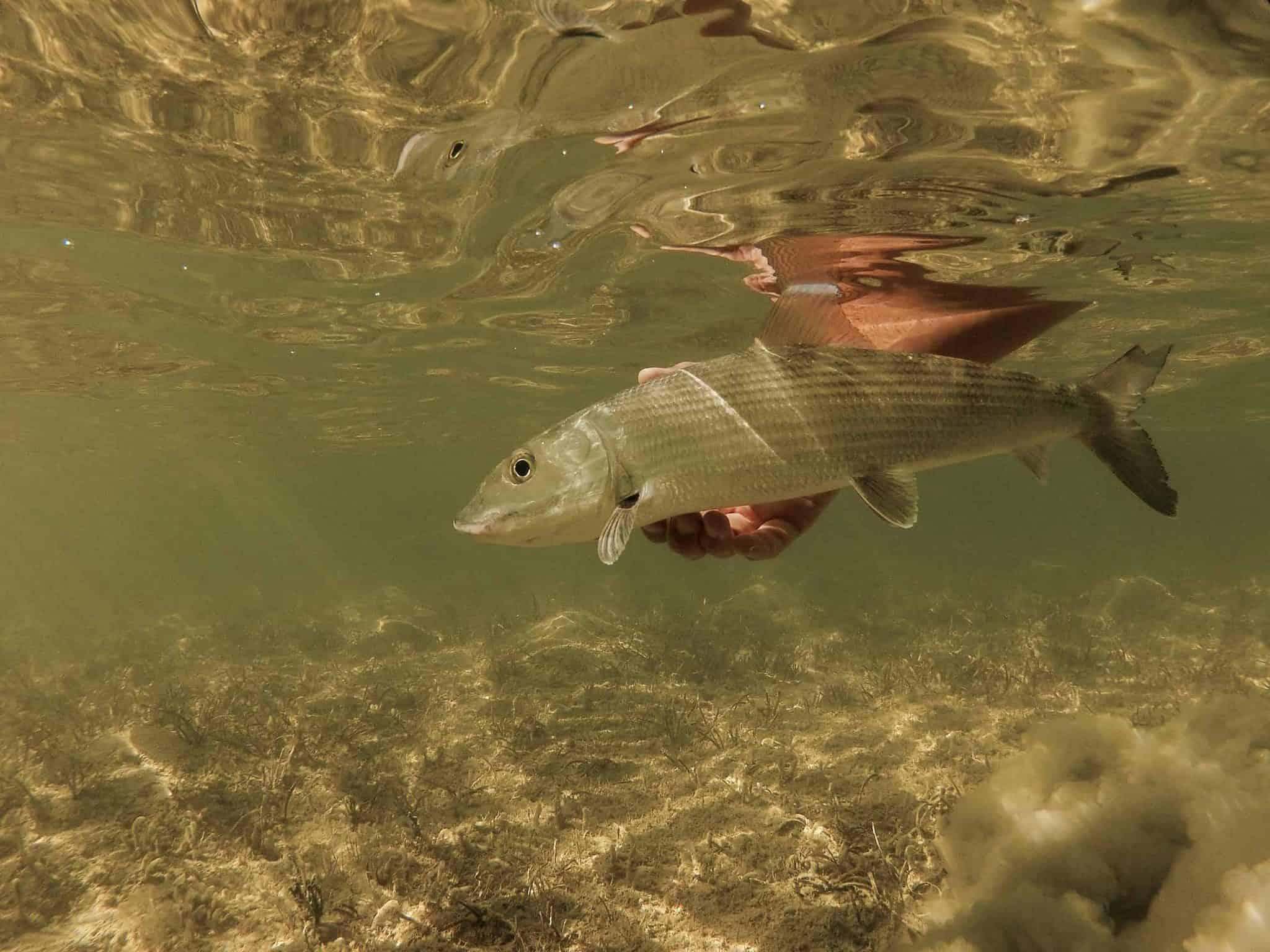 Fishing In The Bahamas: A Pelagic Destination You Will Never Forget