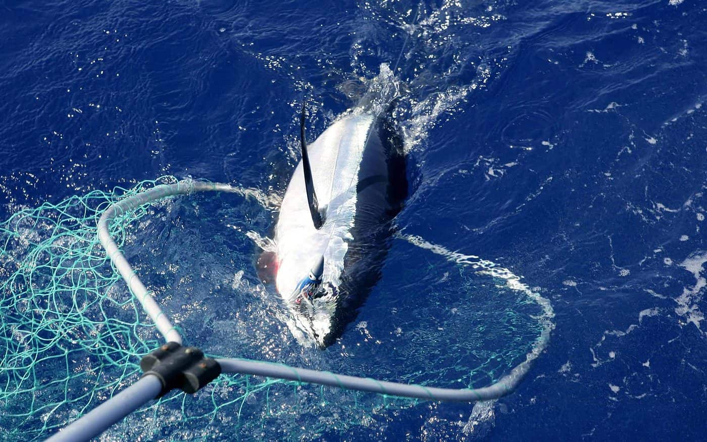 Australia's Angling Paradise: 5 Must-Visit Fishing Destinations