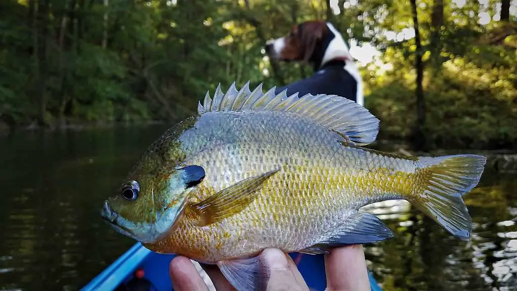 Top 11 Freshwater Fish To Catch In North America