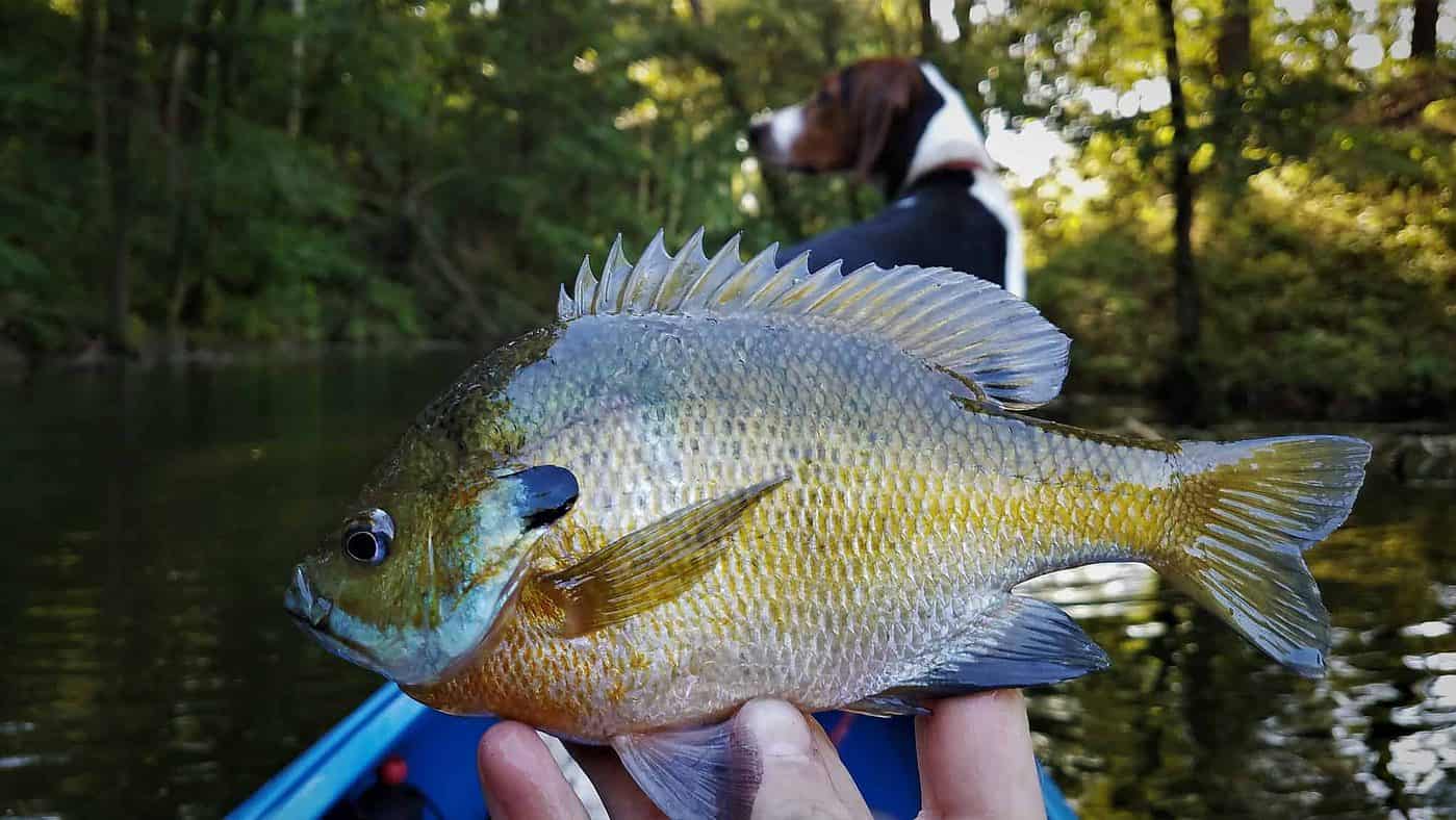 Top 11 Freshwater Fish To Catch In North America