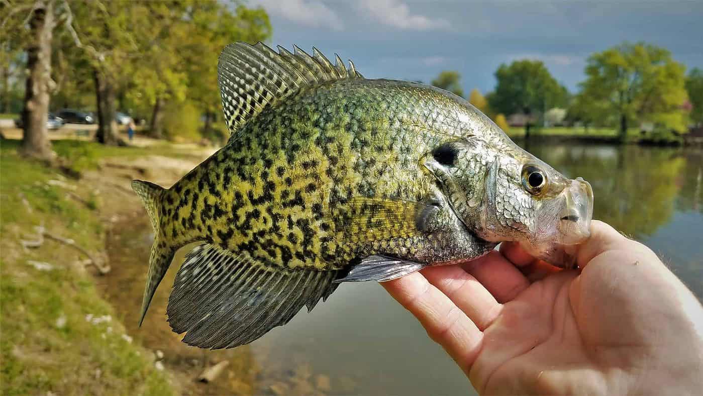 Top 11 Freshwater Fish To Catch In North America