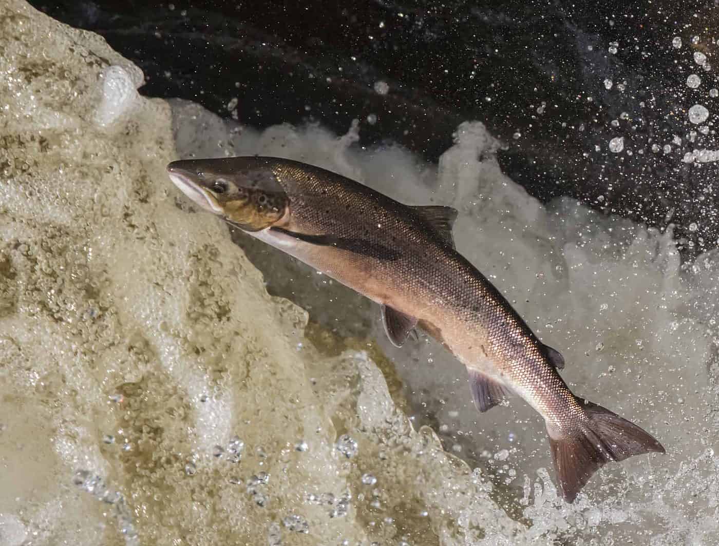 Fishing In Scotland's Iconic Lochs, Rivers, & Coastal Waters