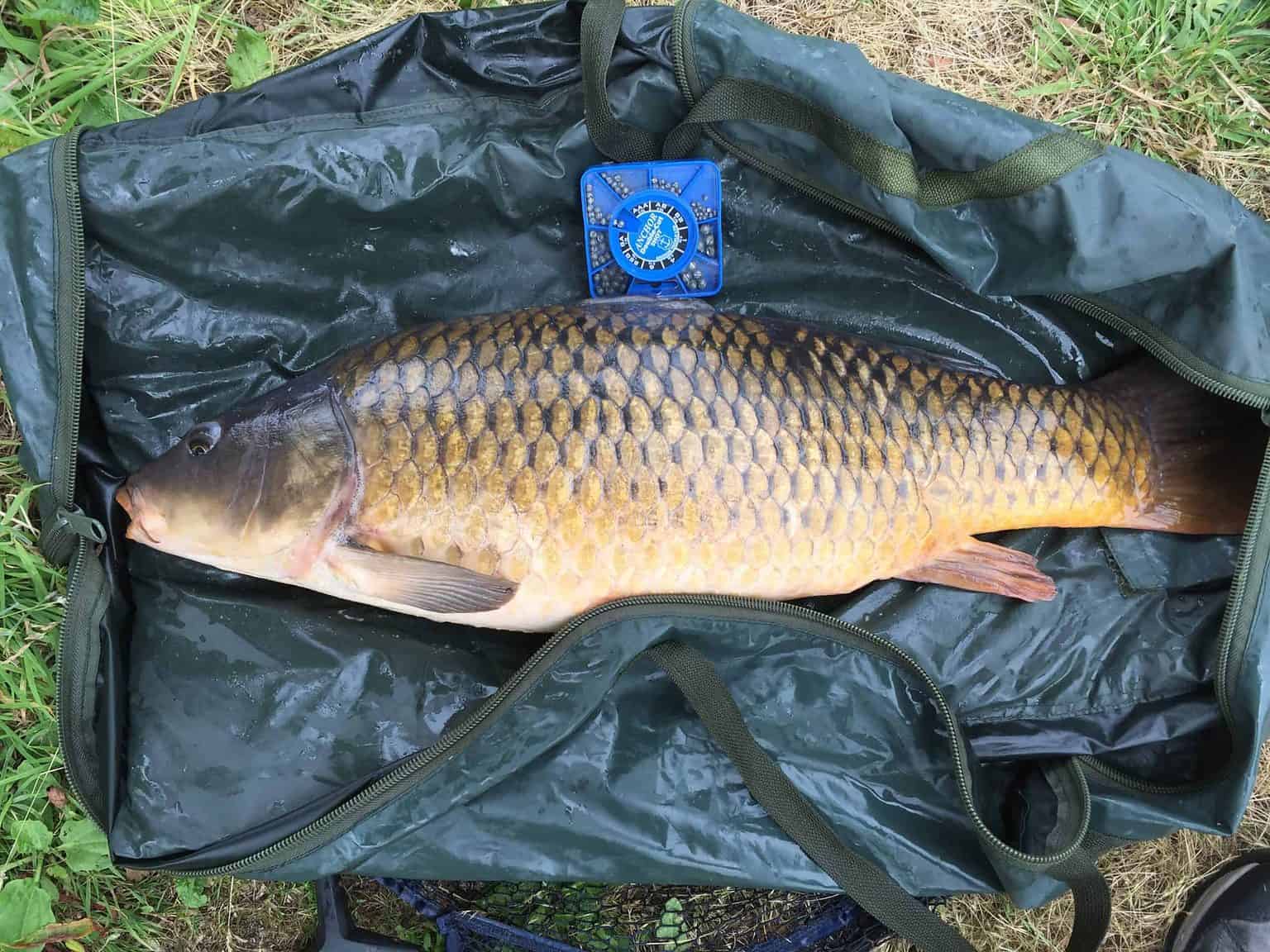 Types Of Carp In The UK: How To Identify Them & How Big Do They Get?