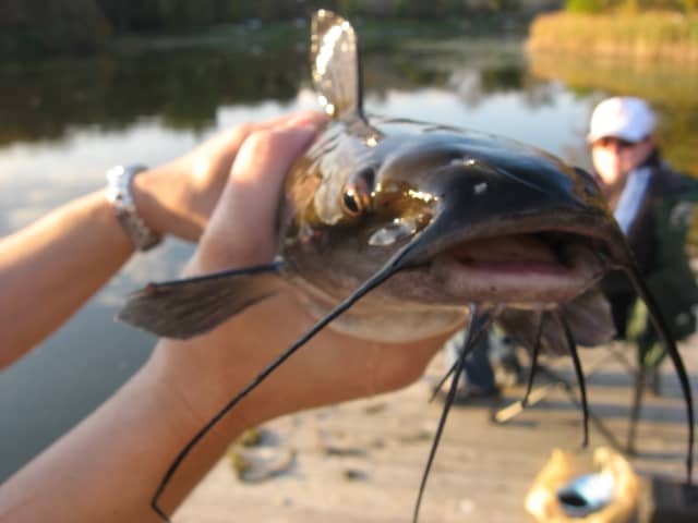 Fishing With Garlic (Best Tips, Baits & Methods)